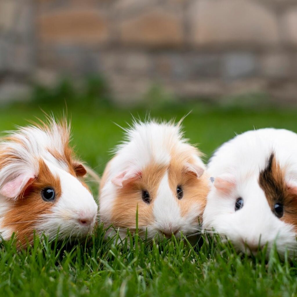 Best Pets for Apartment Living - Elements At Prairie Center